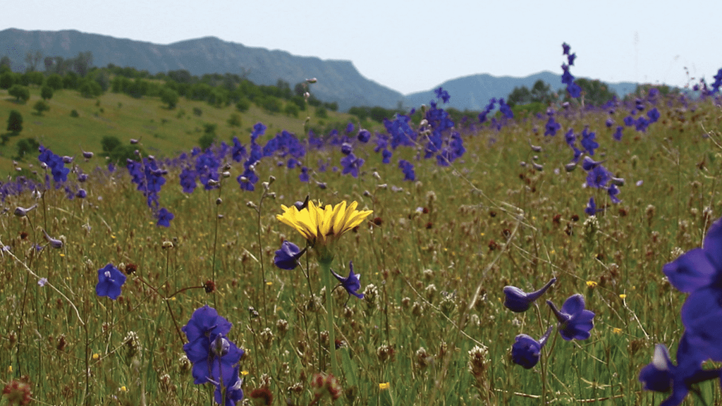 Spring Wildflower Viewing in NorCal - Local Getaways California