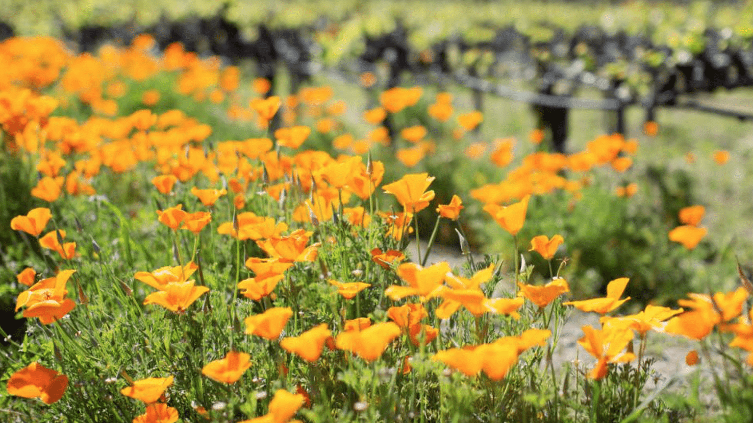 Spring Wildflower Viewing in NorCal - Local Getaways California