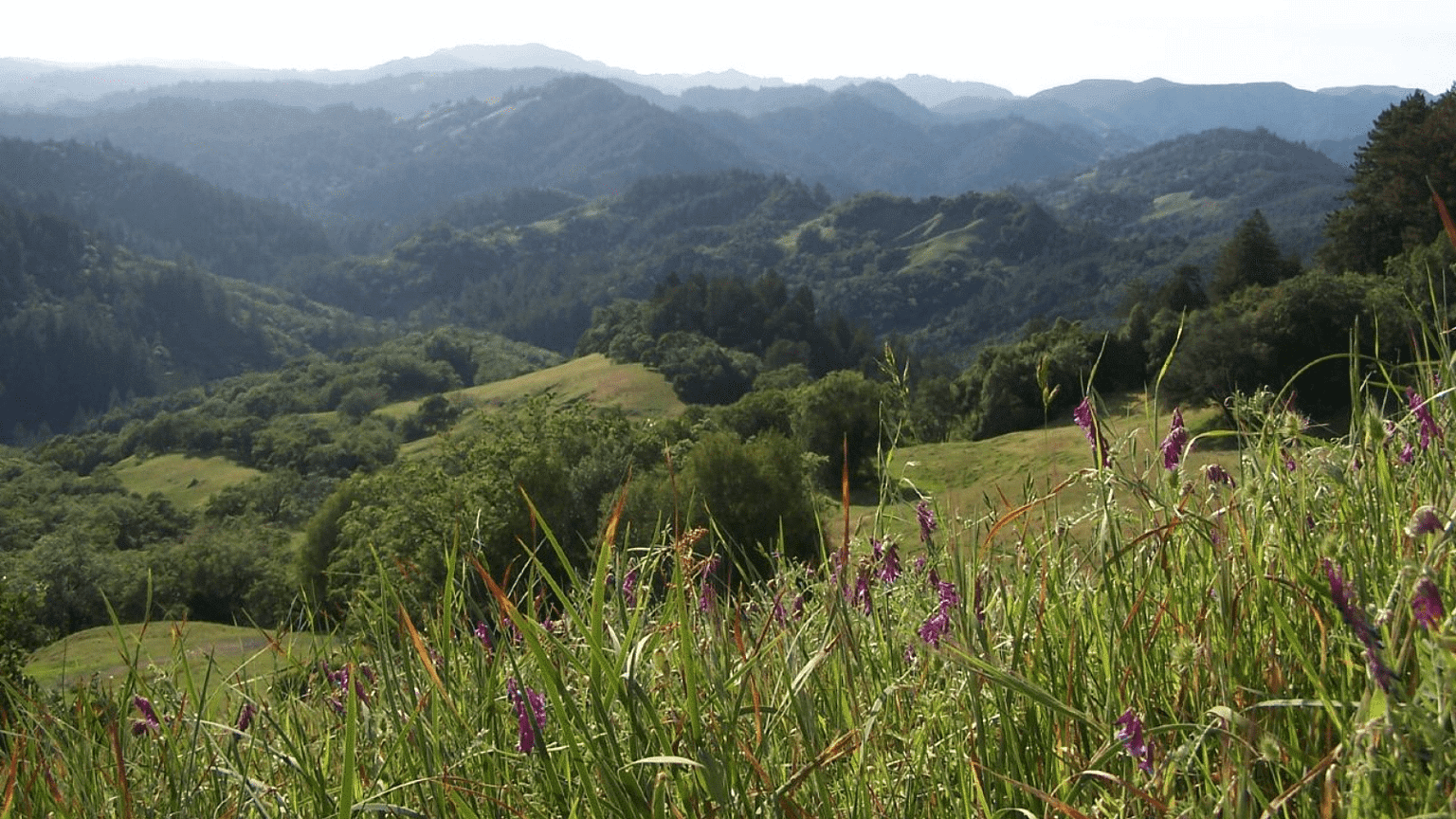 Spring Wildflower Viewing in NorCal - Local Getaways California