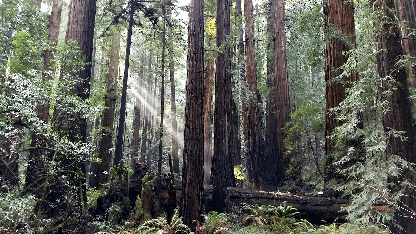 The Ultimate (Updated) Guide to Muir Woods - Local Getaways California