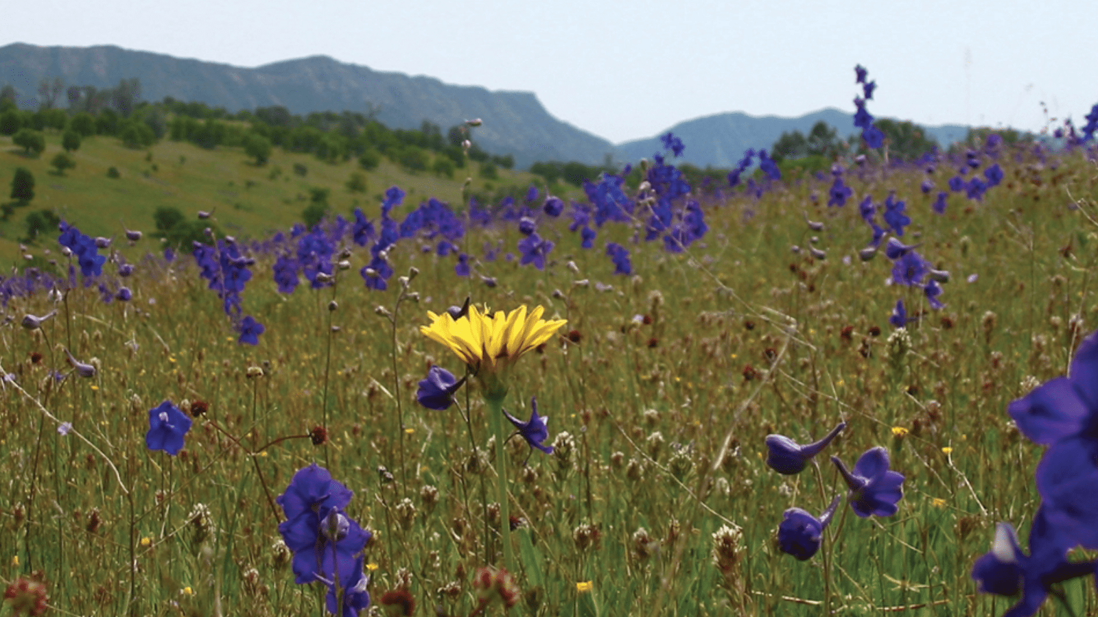 Spring Wildflower Viewing in NorCal - Local Getaways California