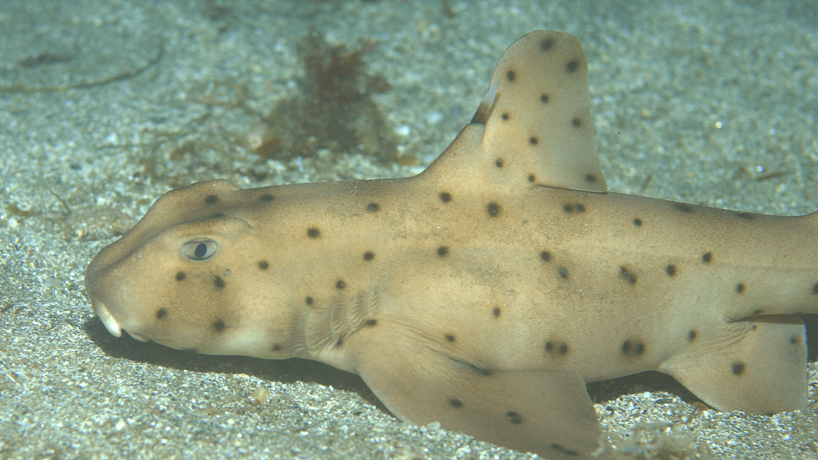 Best Places to Go Snorkeling in Southern California - Local Getaways ...