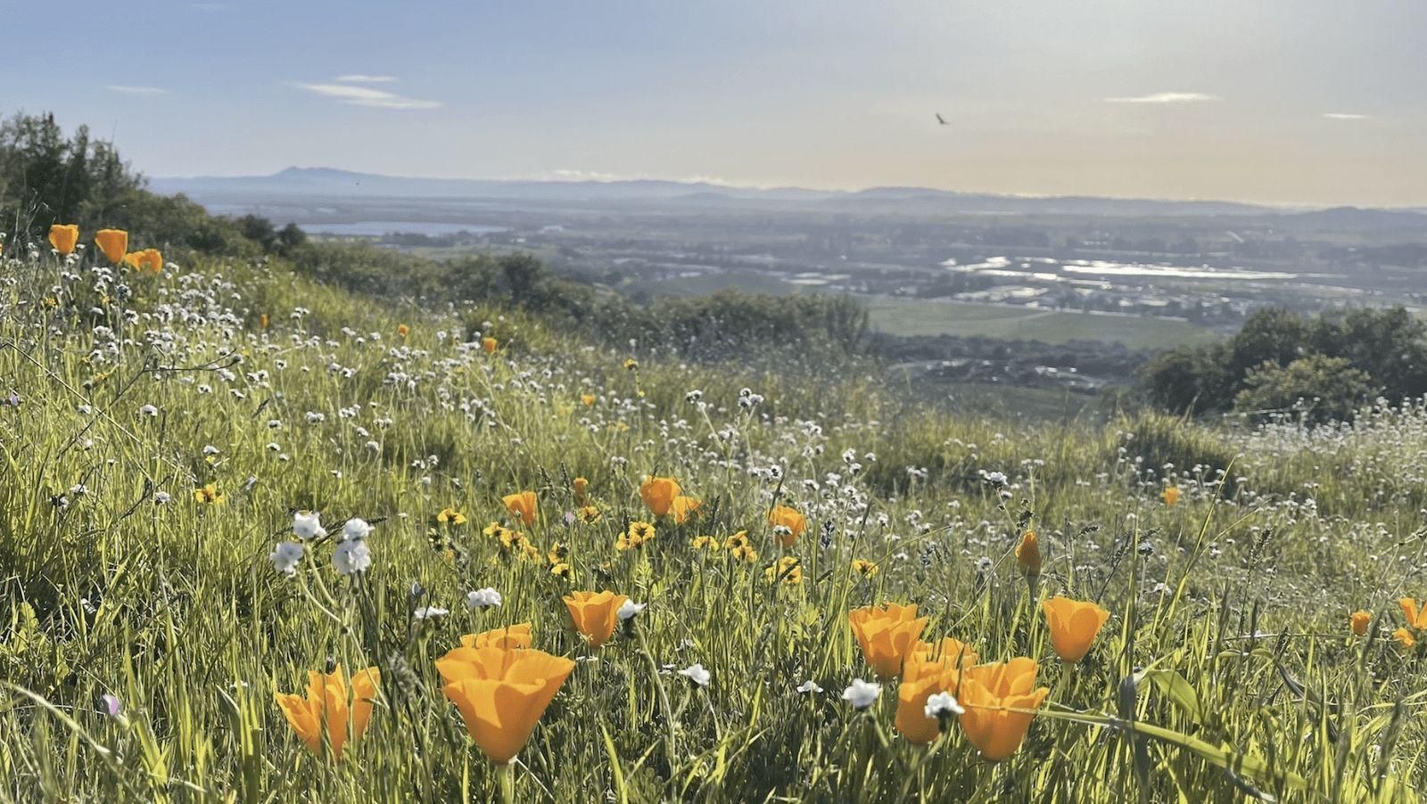 Best Hikes in Wine Country - Local Getaways California