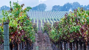 Road Tripping through California’s Fall Foliage - Local Getaways California