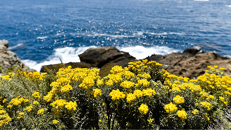 Spring Wildflower Viewing in NorCal - Local Getaways California